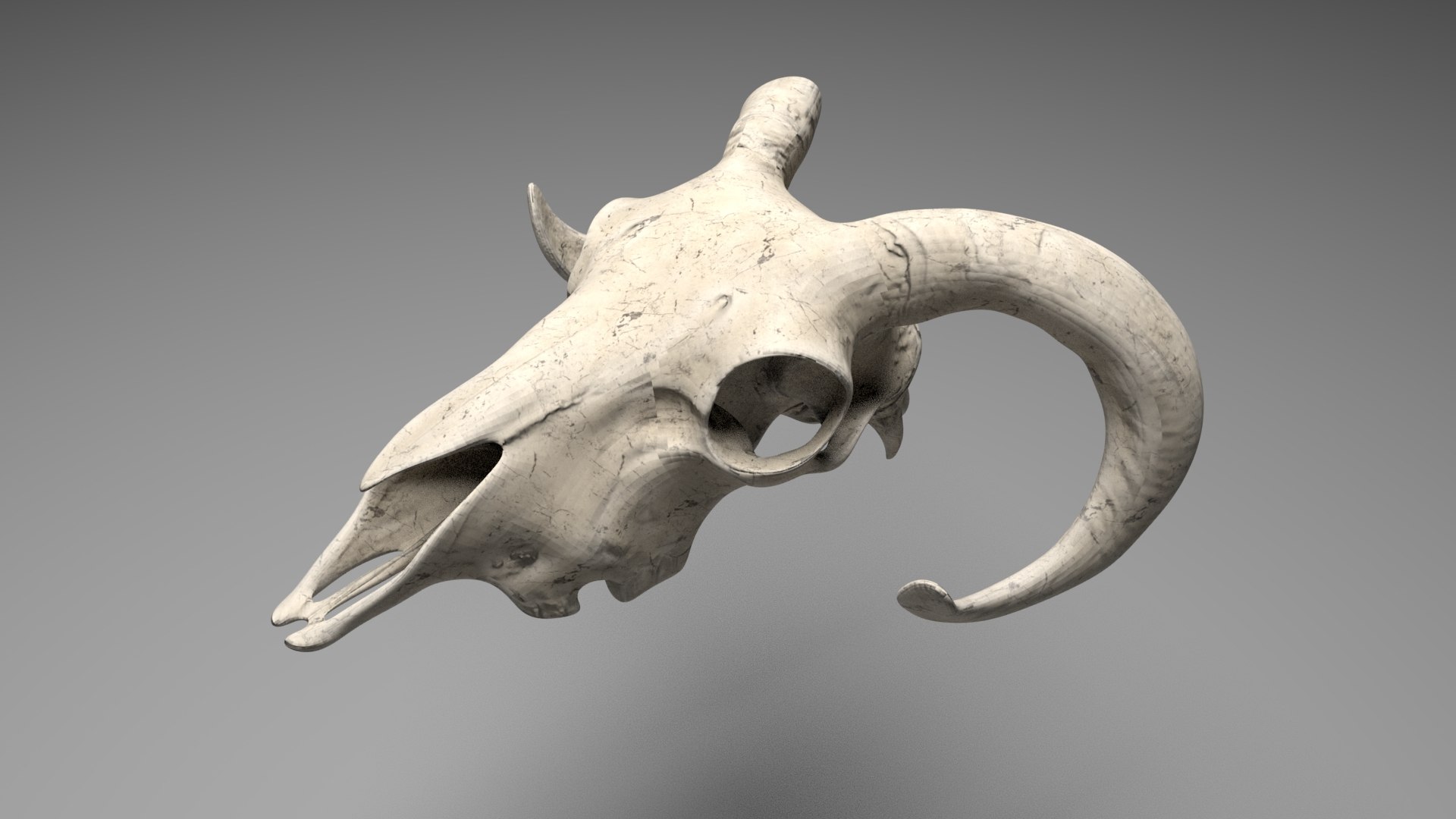 Ram Skull 3D Model - TurboSquid 1465169