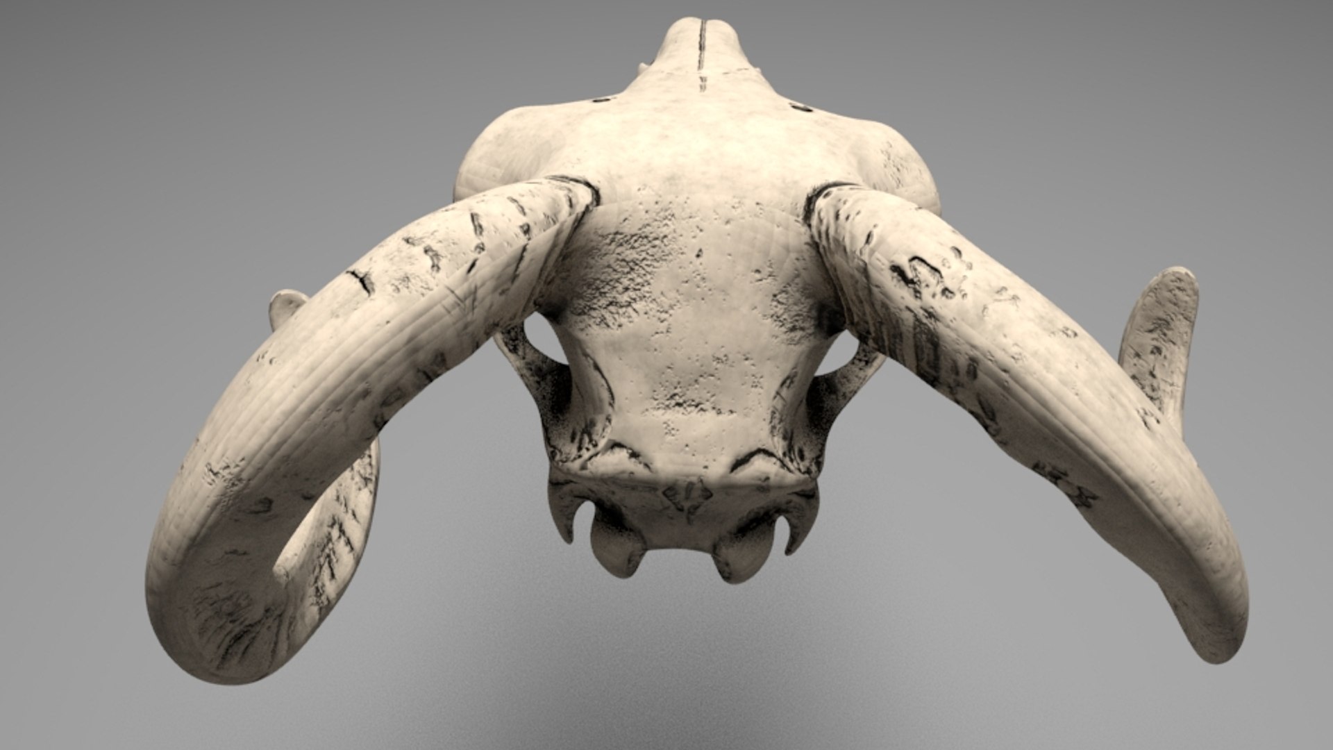 Ram Skull 3D Model - TurboSquid 1465169