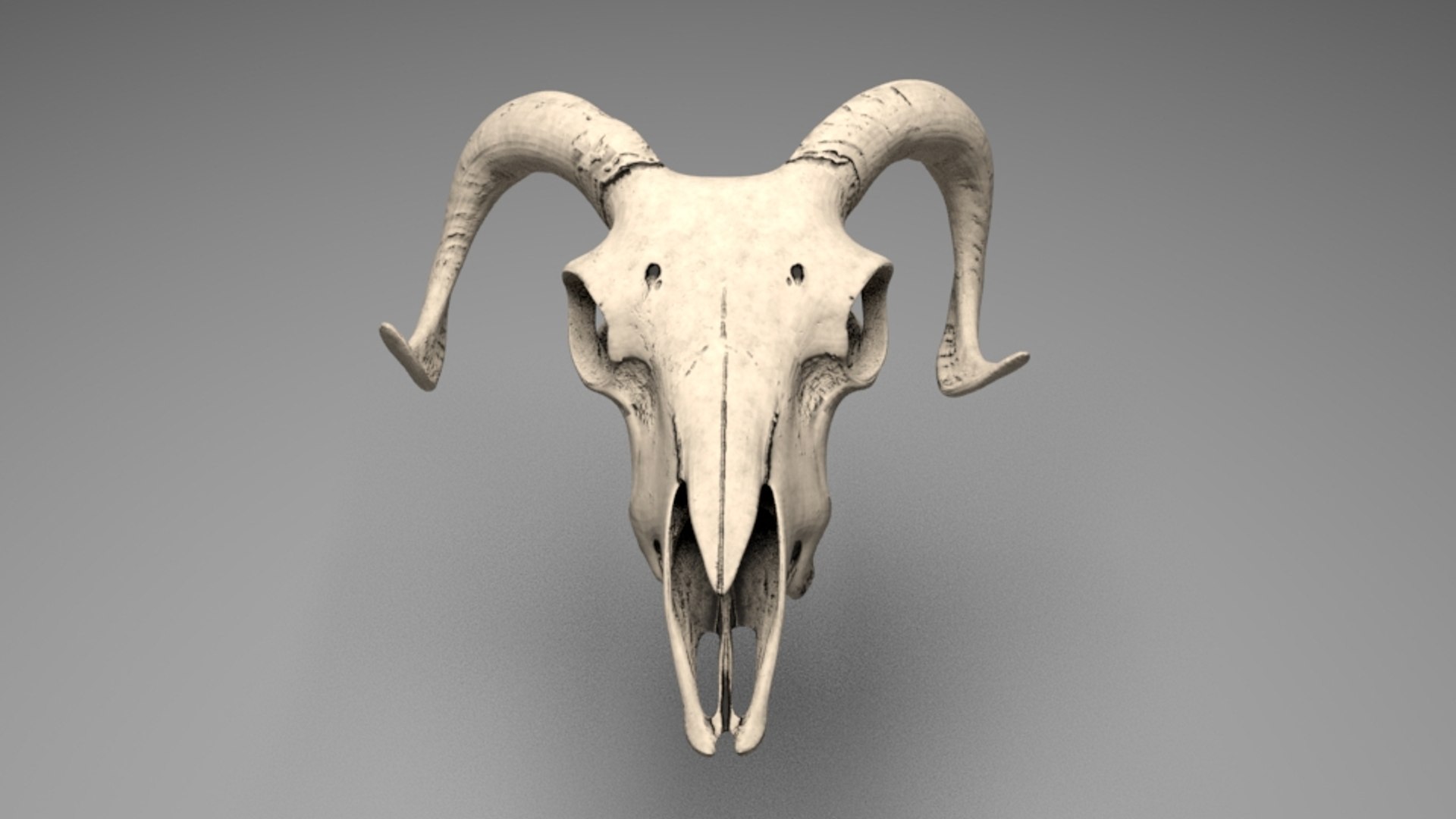 Ram Skull 3D Model - TurboSquid 1465169