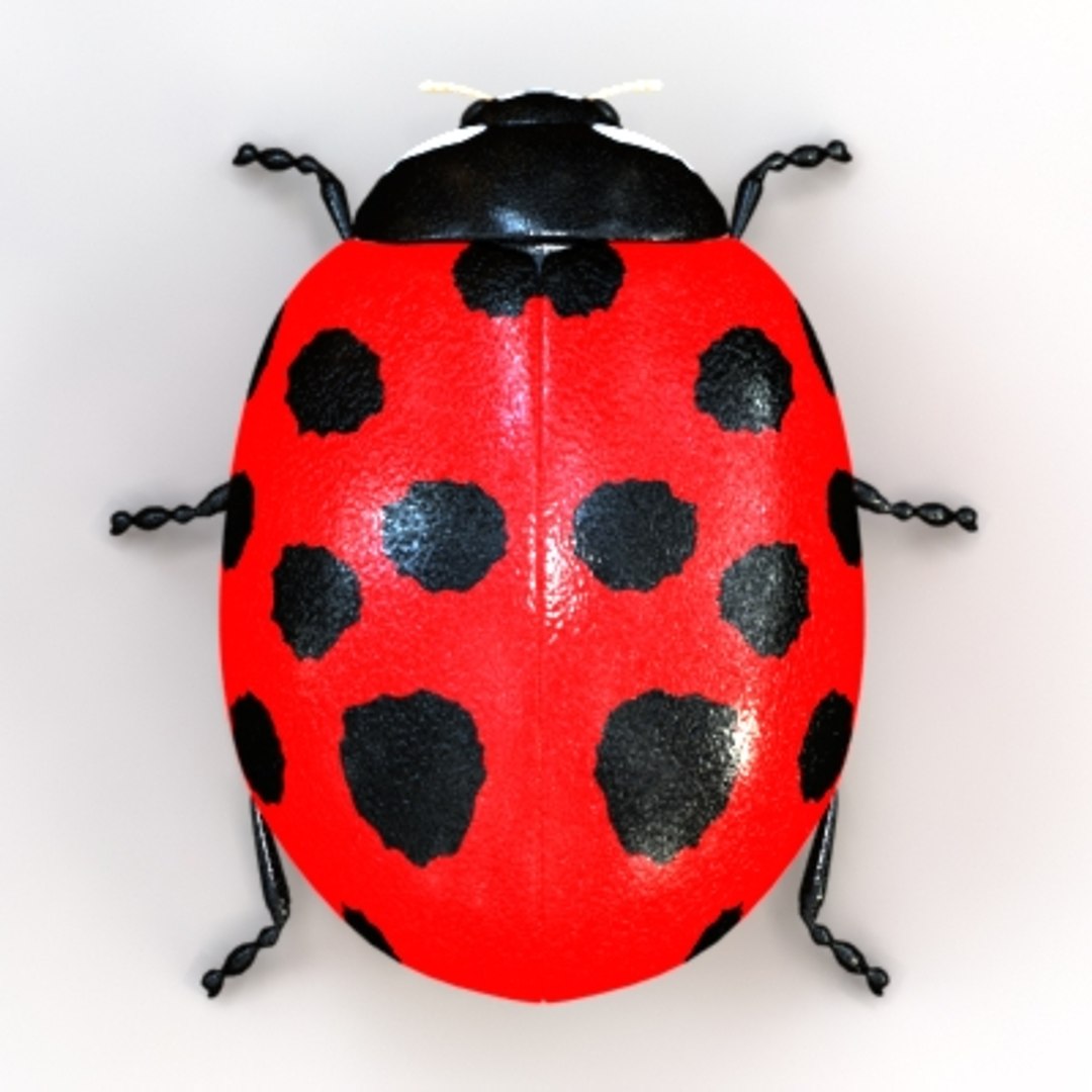 ladybug bug 3d model