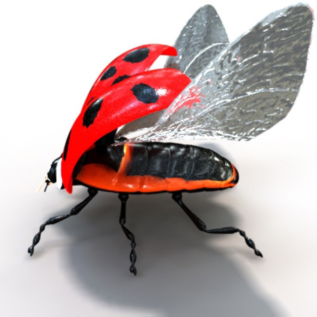 ladybug bug 3d model