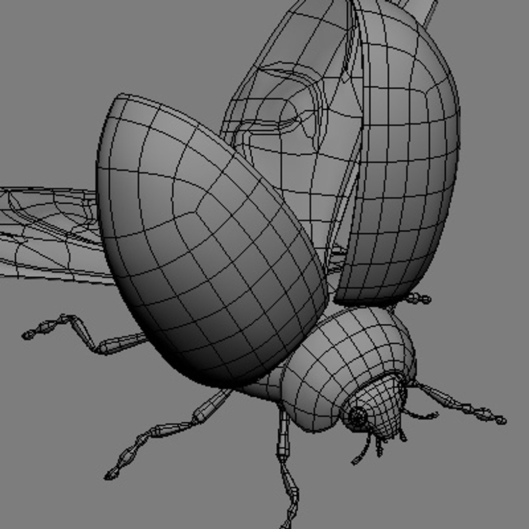 ladybug bug 3d model