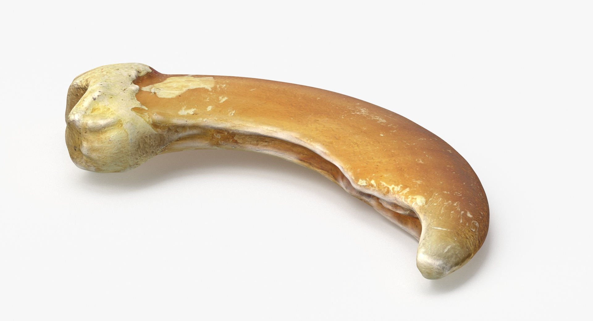 3D Domestic Cat Nail Bone Claw 01 - TurboSquid 1984700