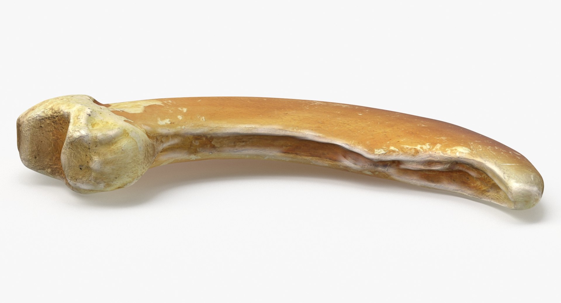 3D Domestic Cat Nail Bone Claw 01 - TurboSquid 1984700