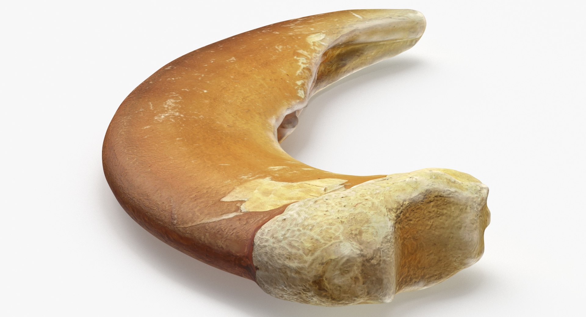 3D Domestic Cat Nail Bone Claw 01 - TurboSquid 1984700