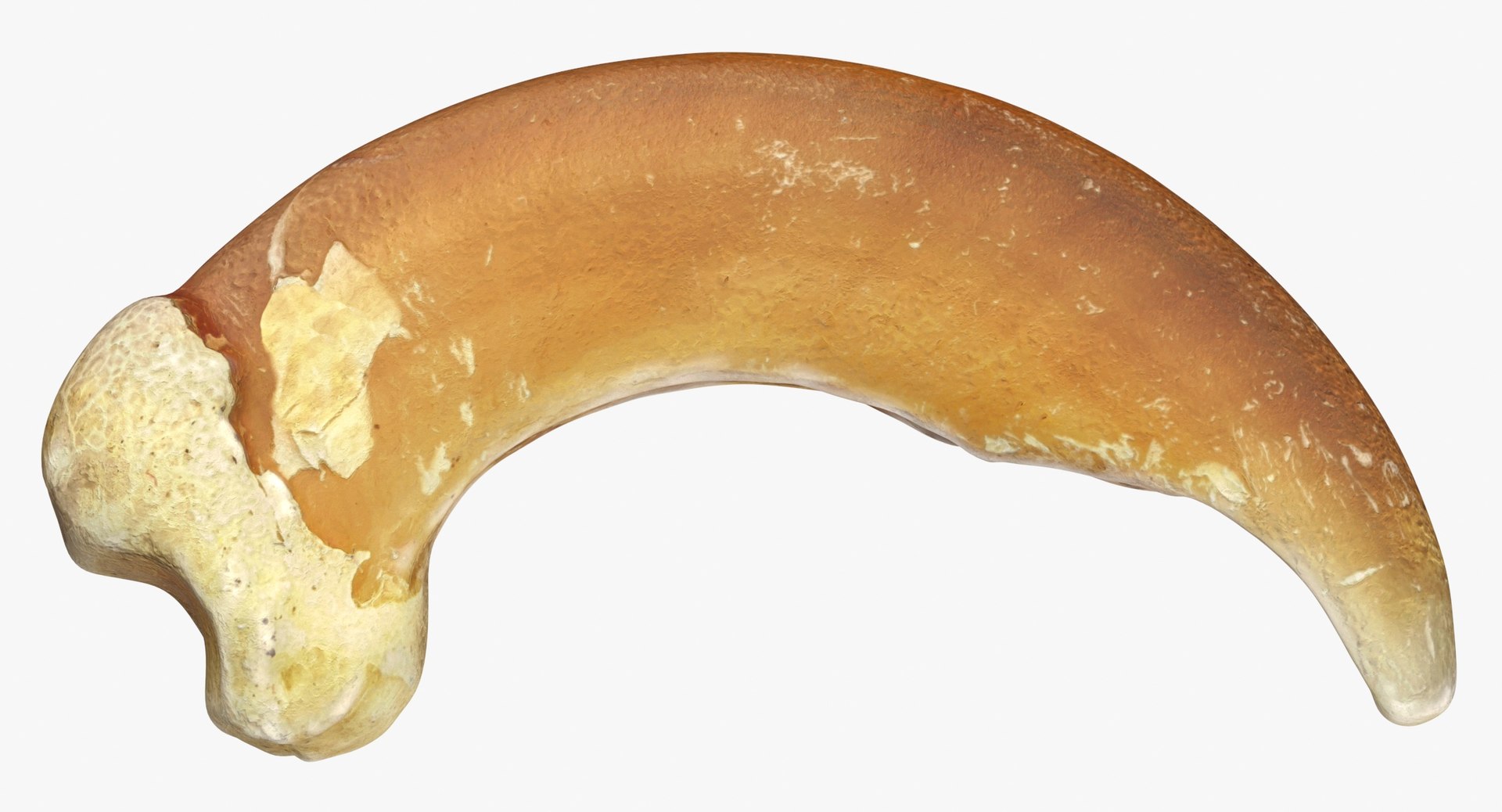 3D Domestic Cat Nail Bone Claw 01 - TurboSquid 1984700