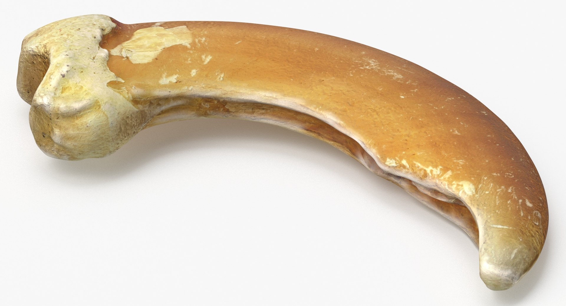 3D Domestic Cat Nail Bone Claw 01 - TurboSquid 1984700