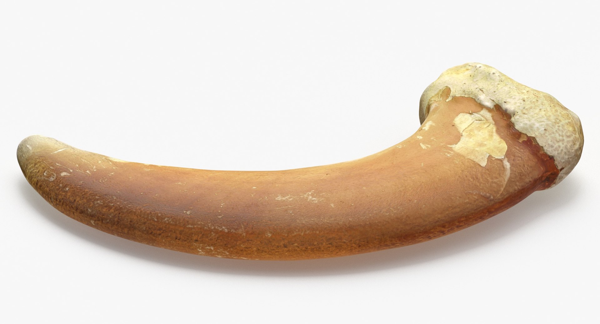 3D Domestic Cat Nail Bone Claw 01 - TurboSquid 1984700