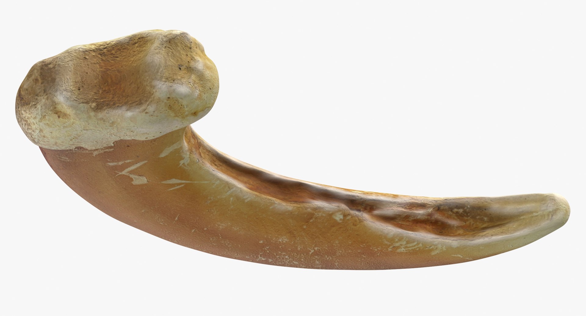 3D Domestic Cat Nail Bone Claw 01 - TurboSquid 1984700