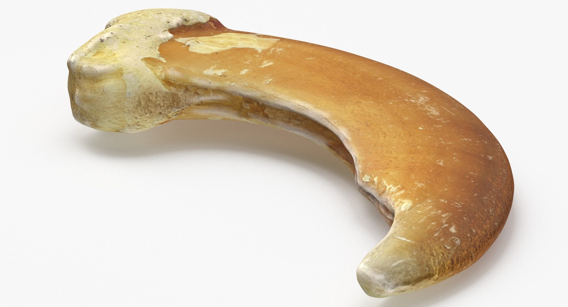 3D Domestic Cat Nail Bone Claw 01 - TurboSquid 1984700