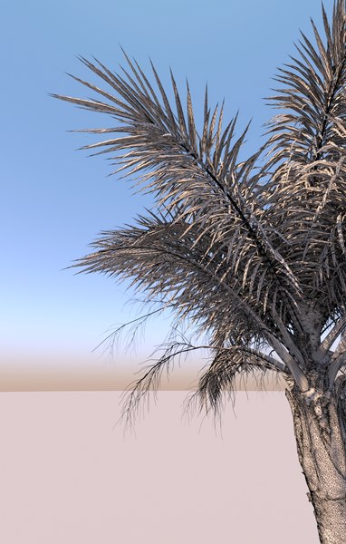 Mature queen palm tree 3D - TurboSquid 1668735
