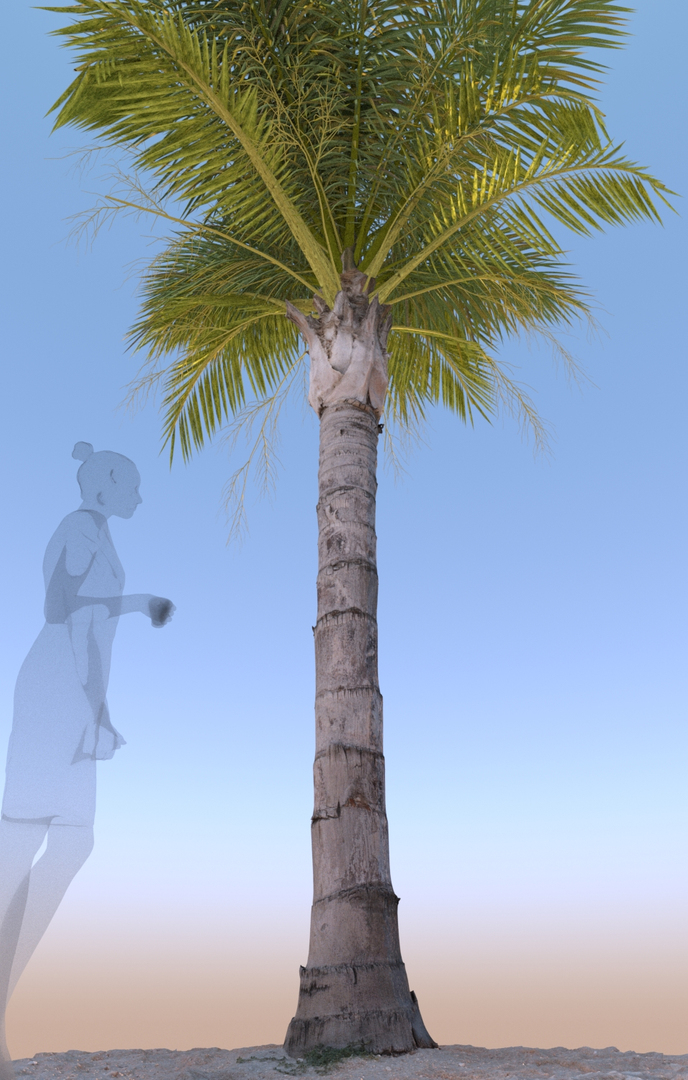 Mature queen palm tree 3D - TurboSquid 1668735