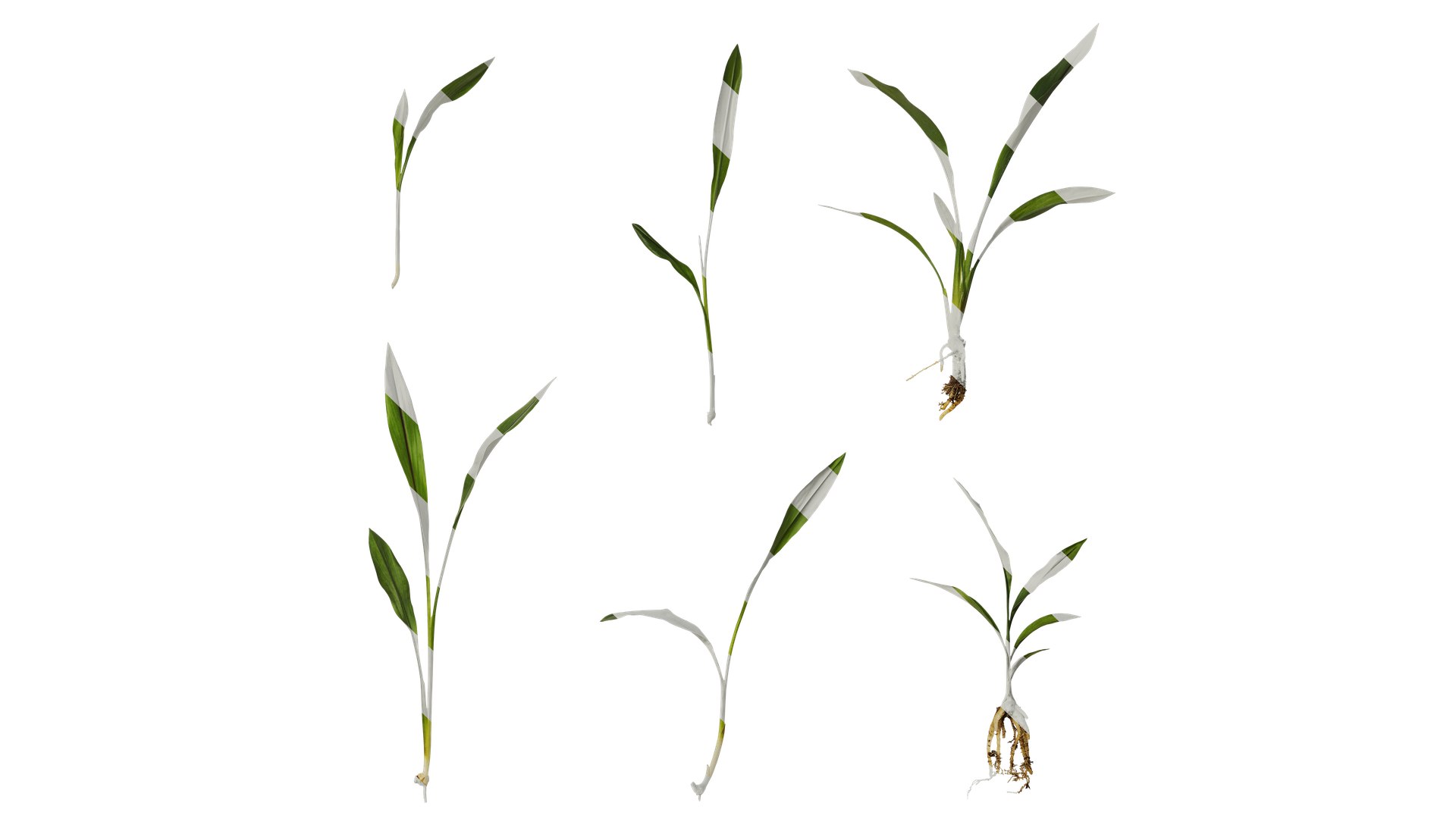 Anydrafts Curcuma Alismatifolia Atlas 04 Textures 3D Model - TurboSquid ...