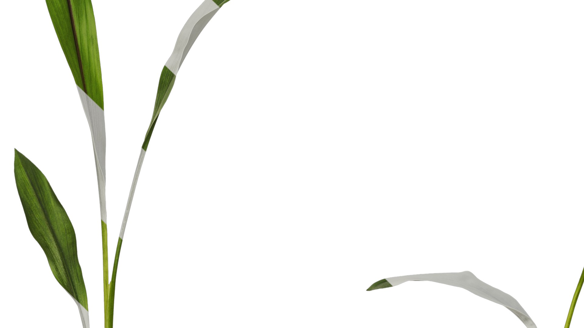 Anydrafts Curcuma Alismatifolia Atlas 04 Textures 3D Model - TurboSquid ...