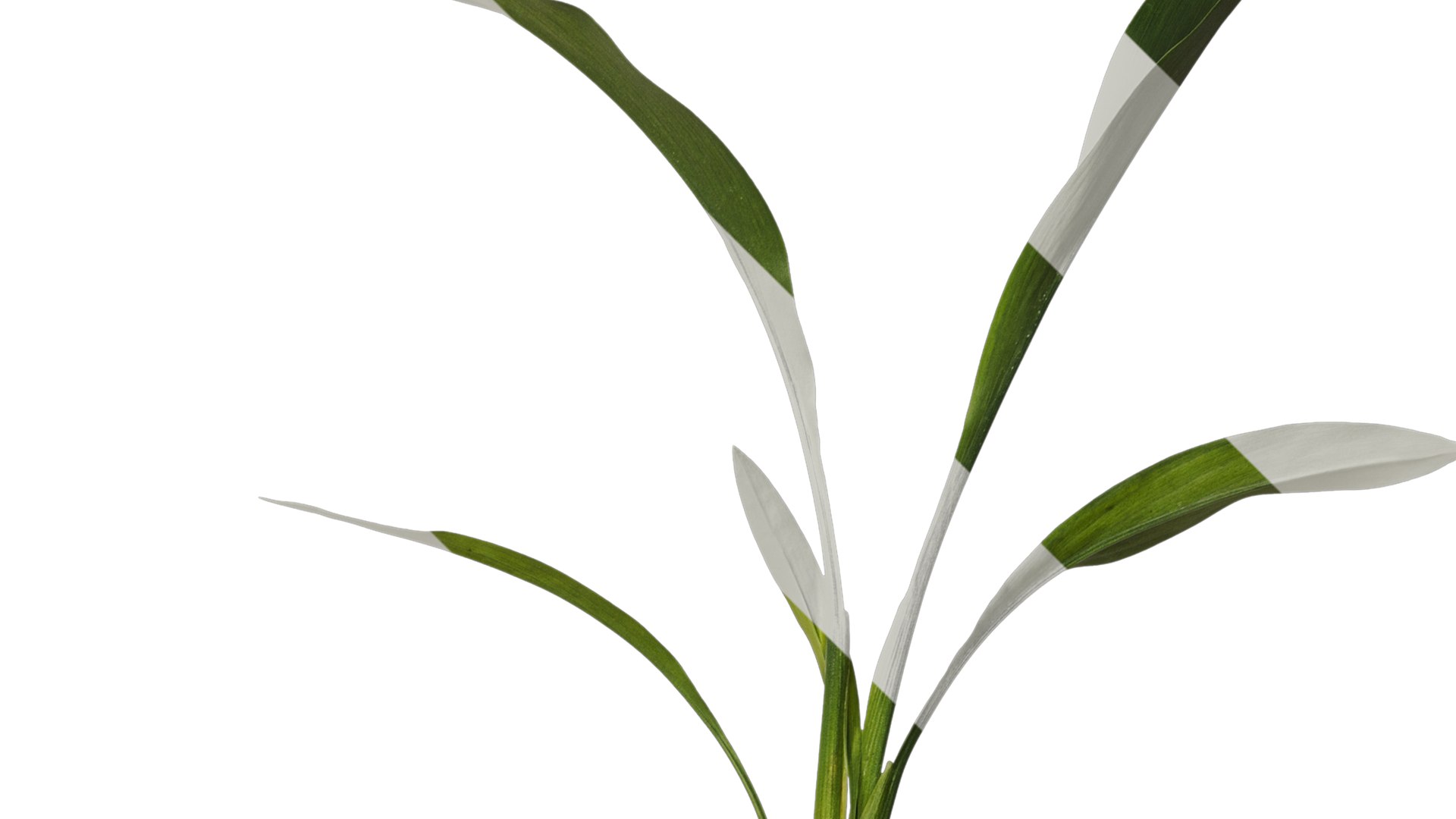 Anydrafts Curcuma Alismatifolia Atlas 04 Textures 3D Model - TurboSquid ...