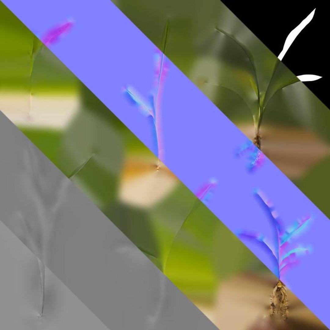 Anydrafts Curcuma Alismatifolia Atlas 04 Textures 3D Model - TurboSquid ...