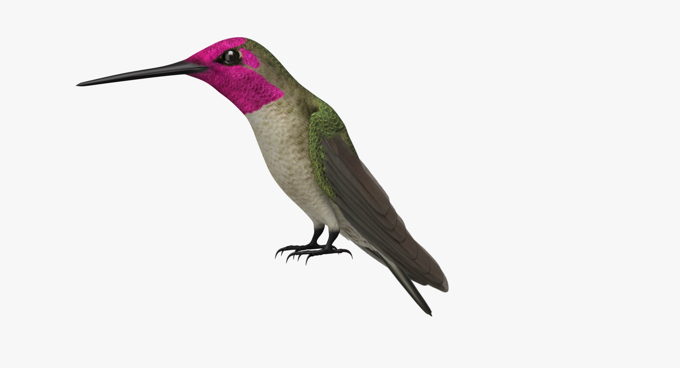 3d model of calypte anna s hummingbird