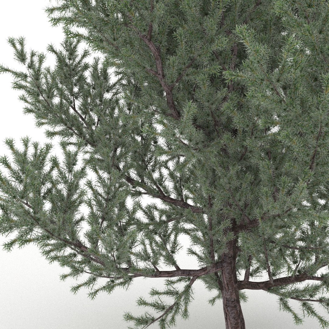 Juniper Modelled 3D Model - TurboSquid 1194605