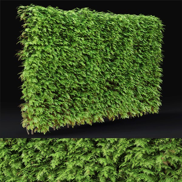 Arborvitae 3D Models for Download | TurboSquid