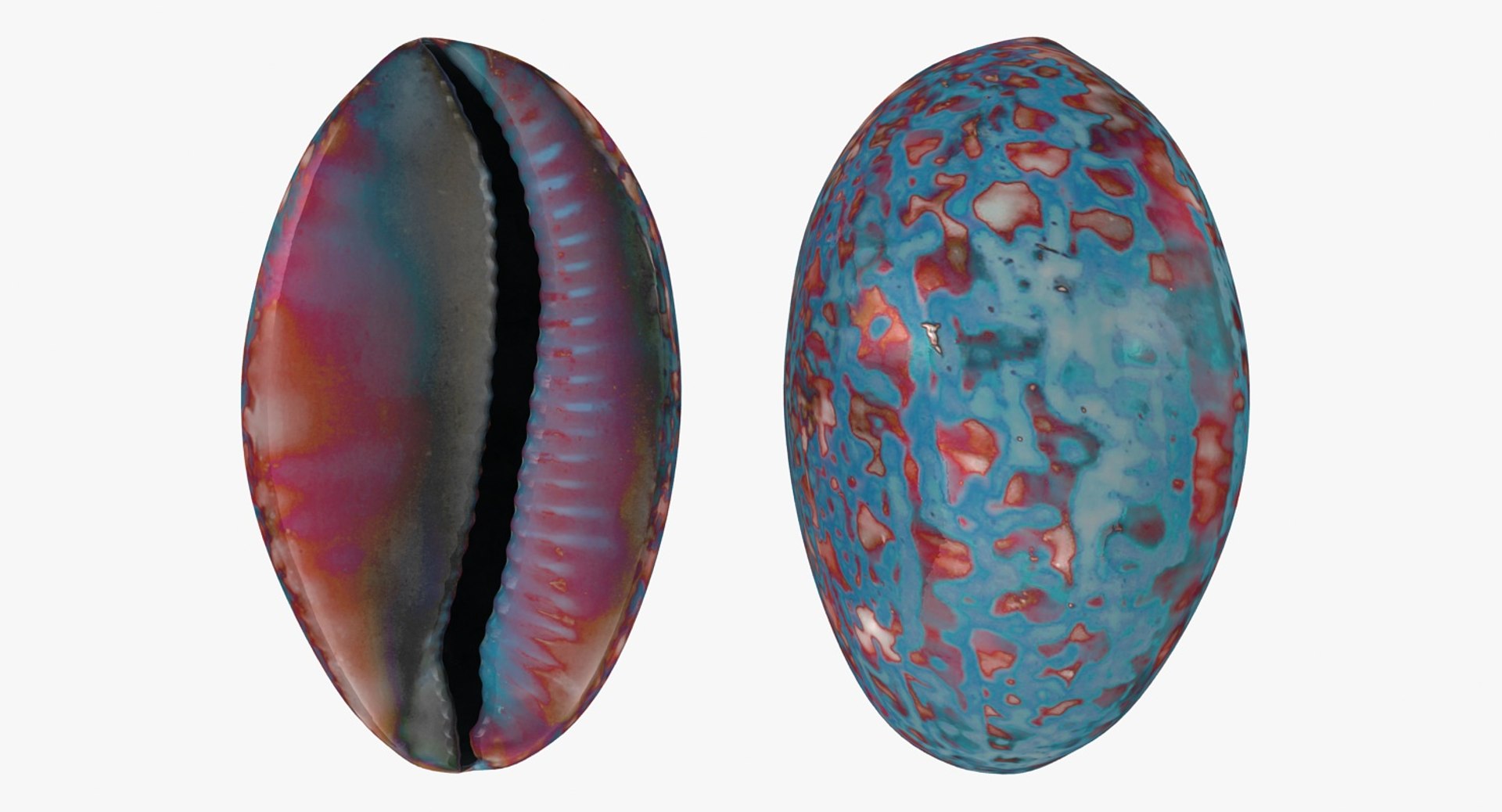 3D sea shell 4 blue - TurboSquid 1150280