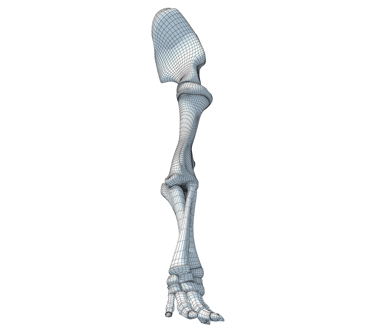 3D Animal Leg Skeleton - TurboSquid 1177886