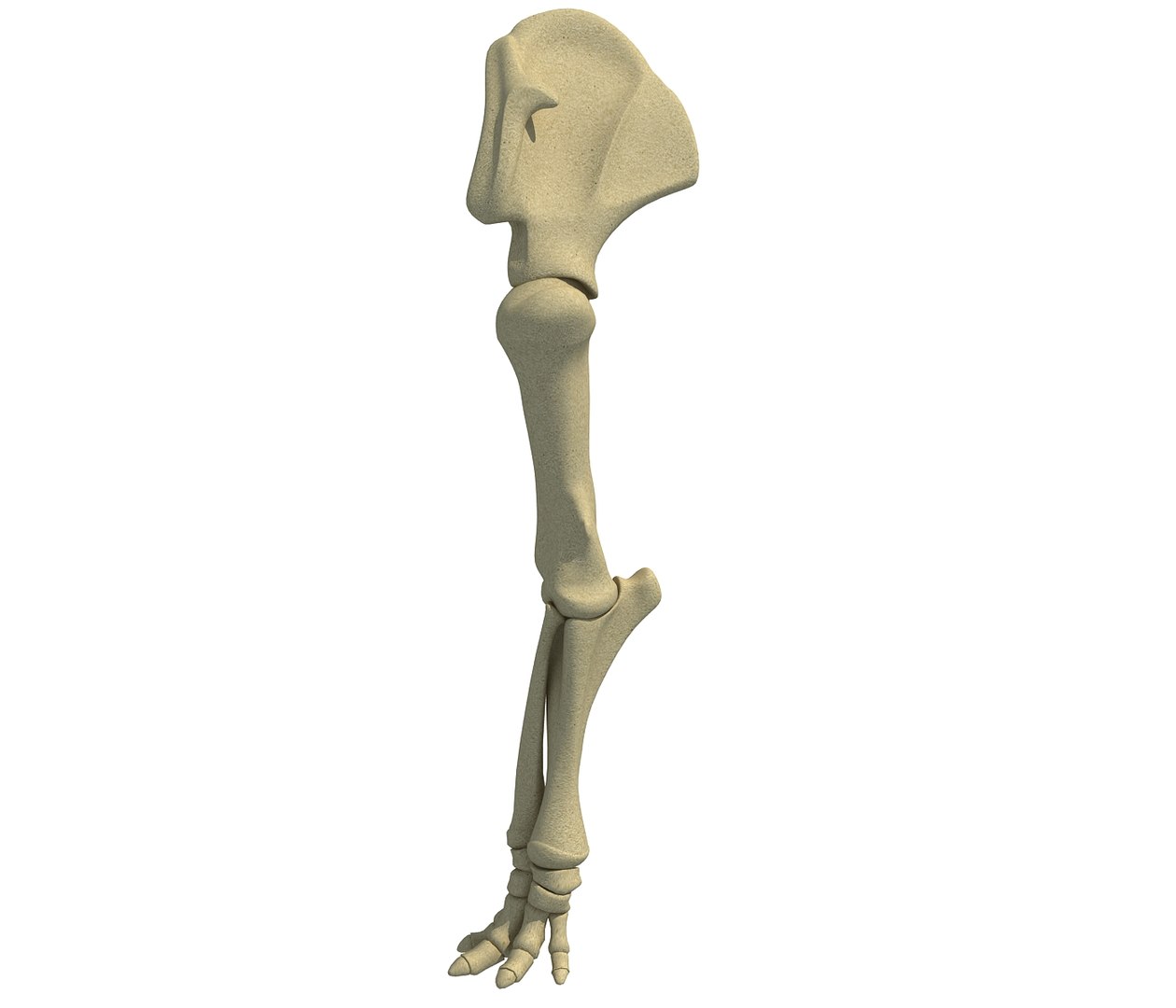 3D Animal Leg Skeleton - TurboSquid 1177886
