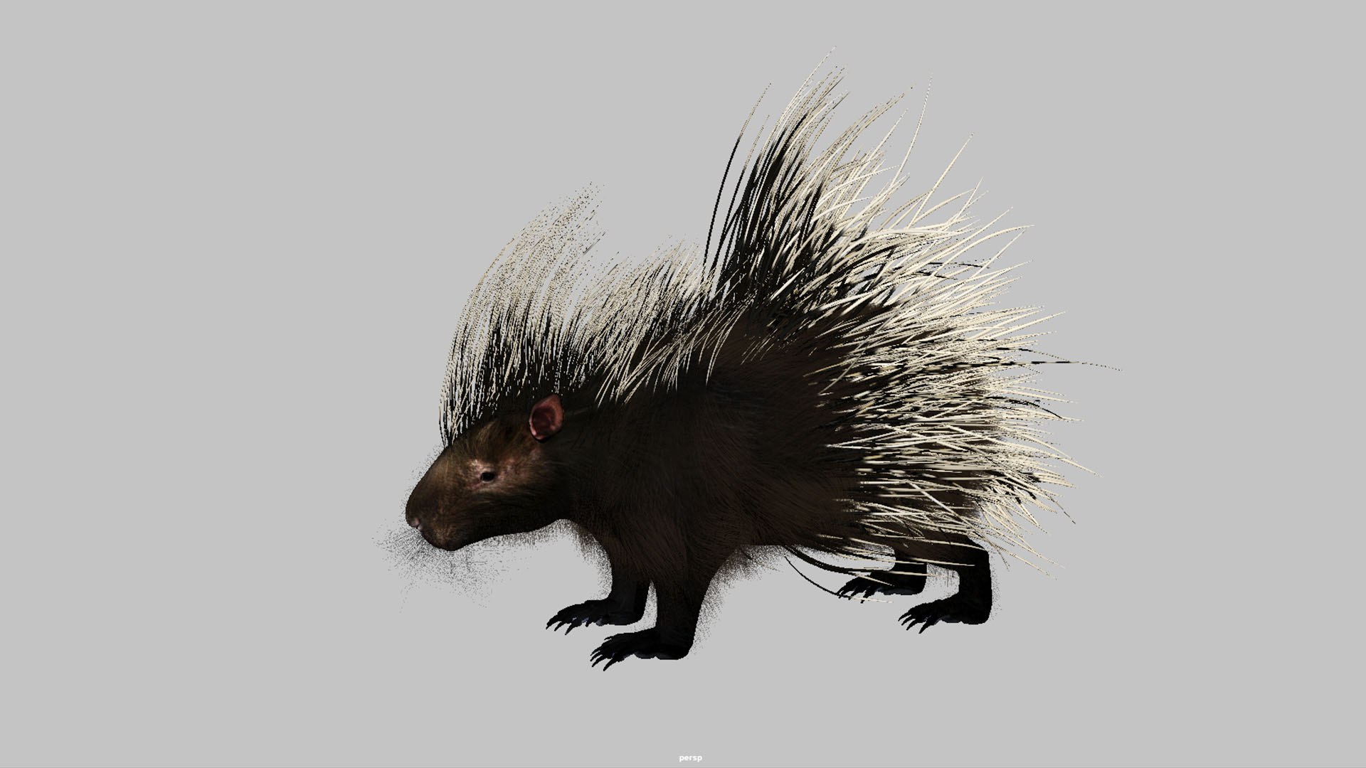 Porcupine Model - TurboSquid 1918965