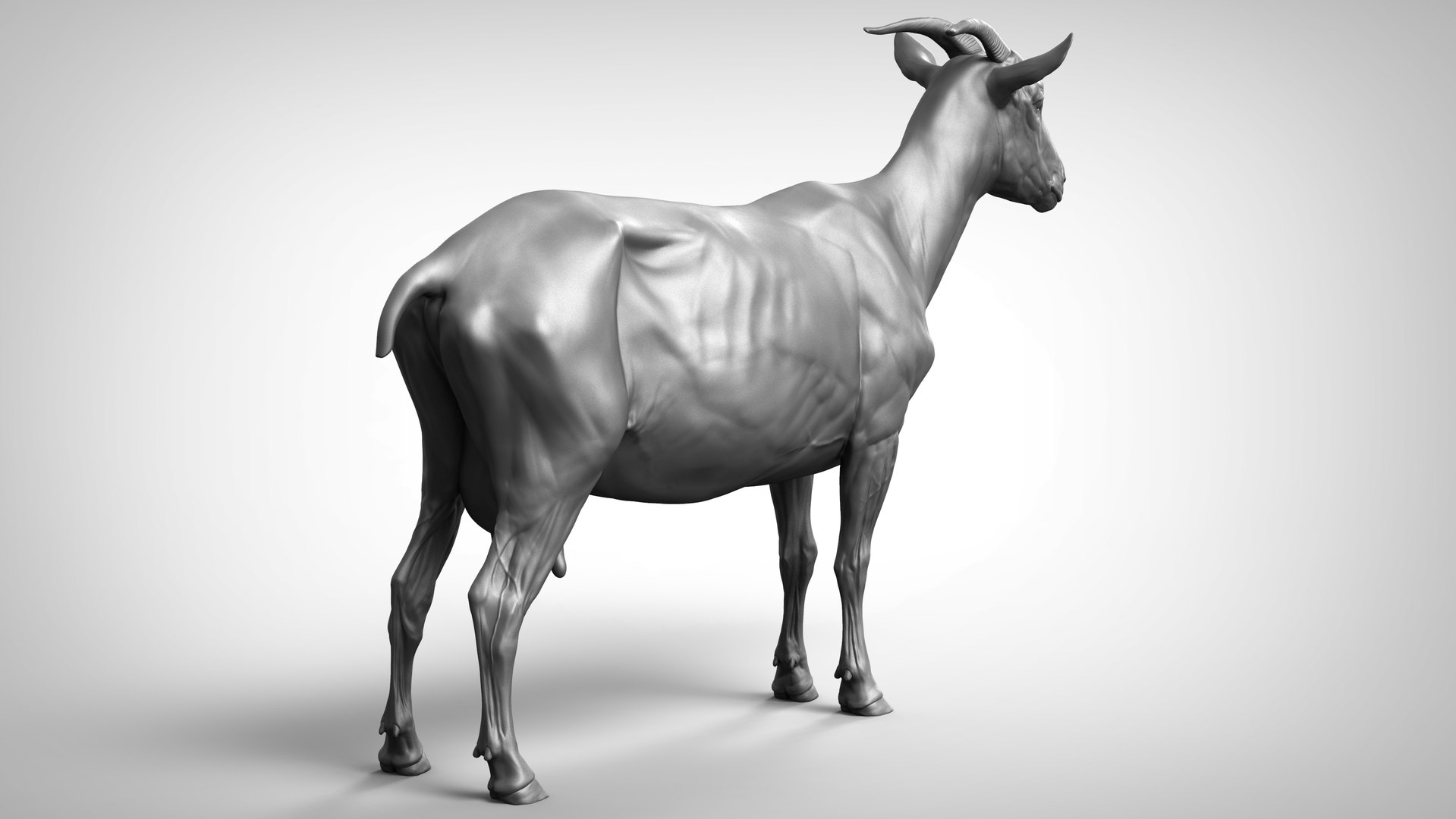 3D goat v2 - TurboSquid 1557822