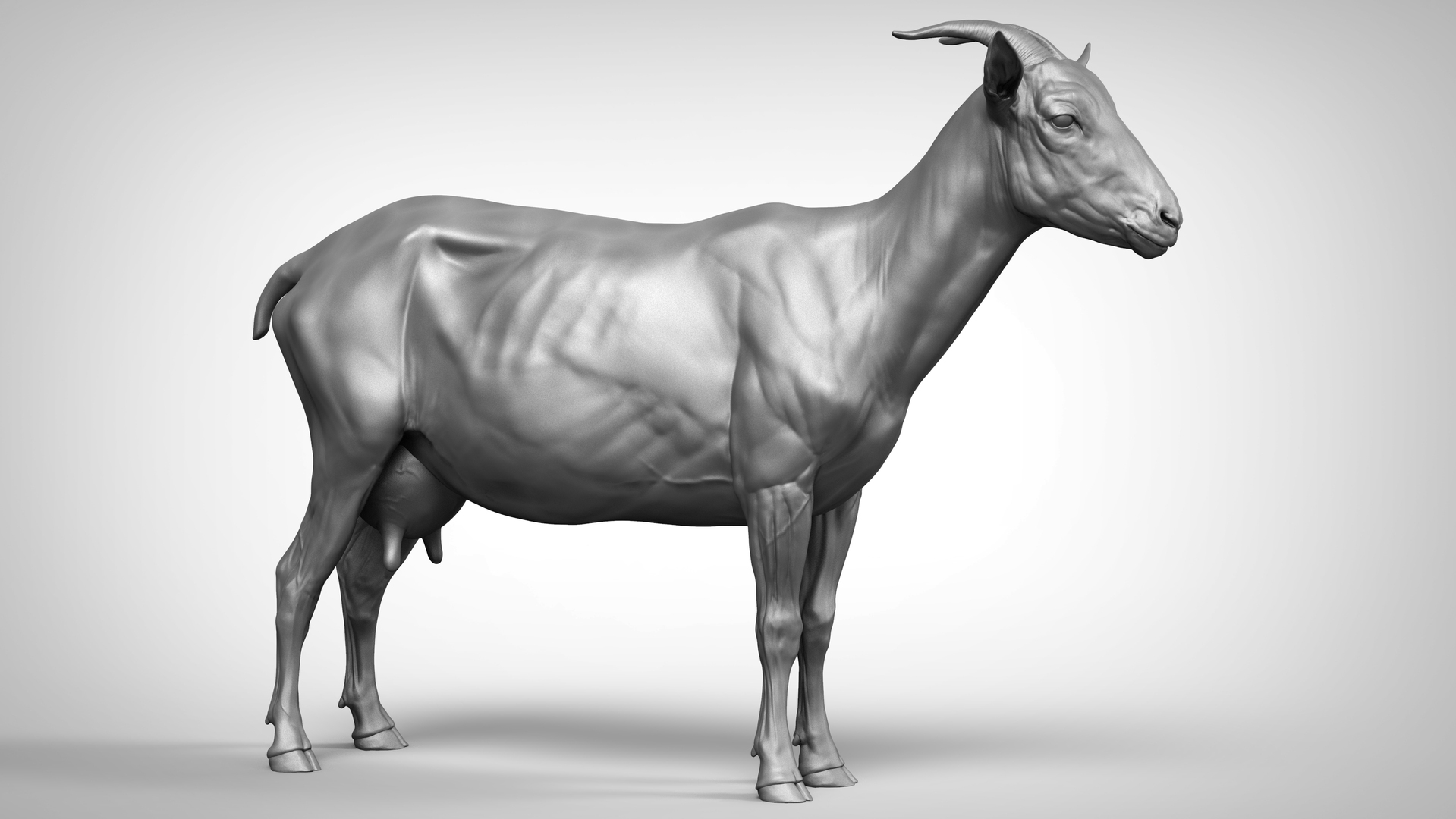 3D goat v2 - TurboSquid 1557822