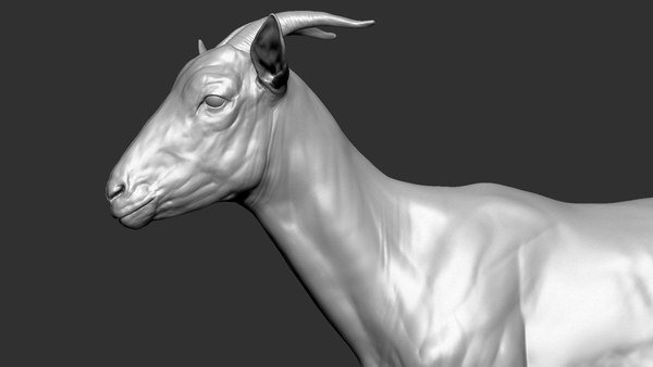 3D goat v2 - TurboSquid 1557822