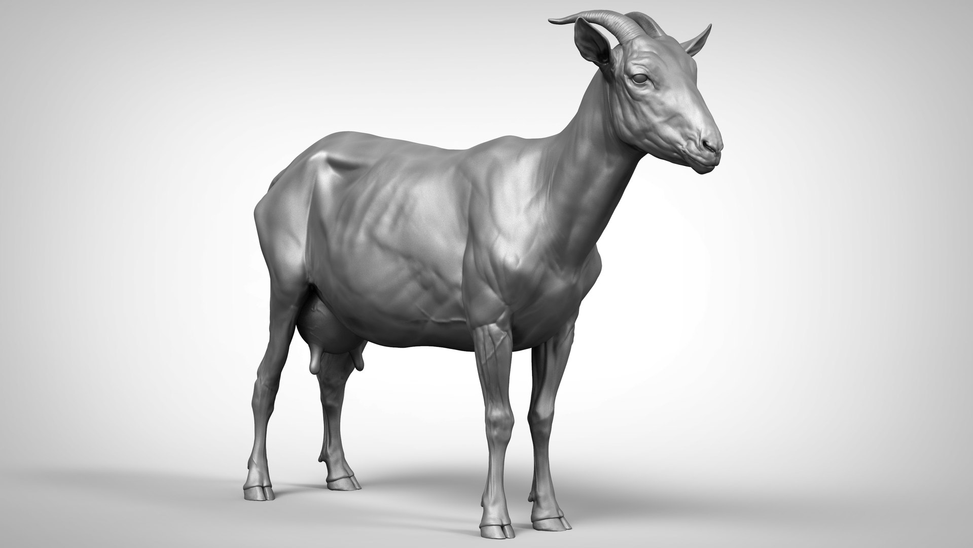 3D goat v2 - TurboSquid 1557822