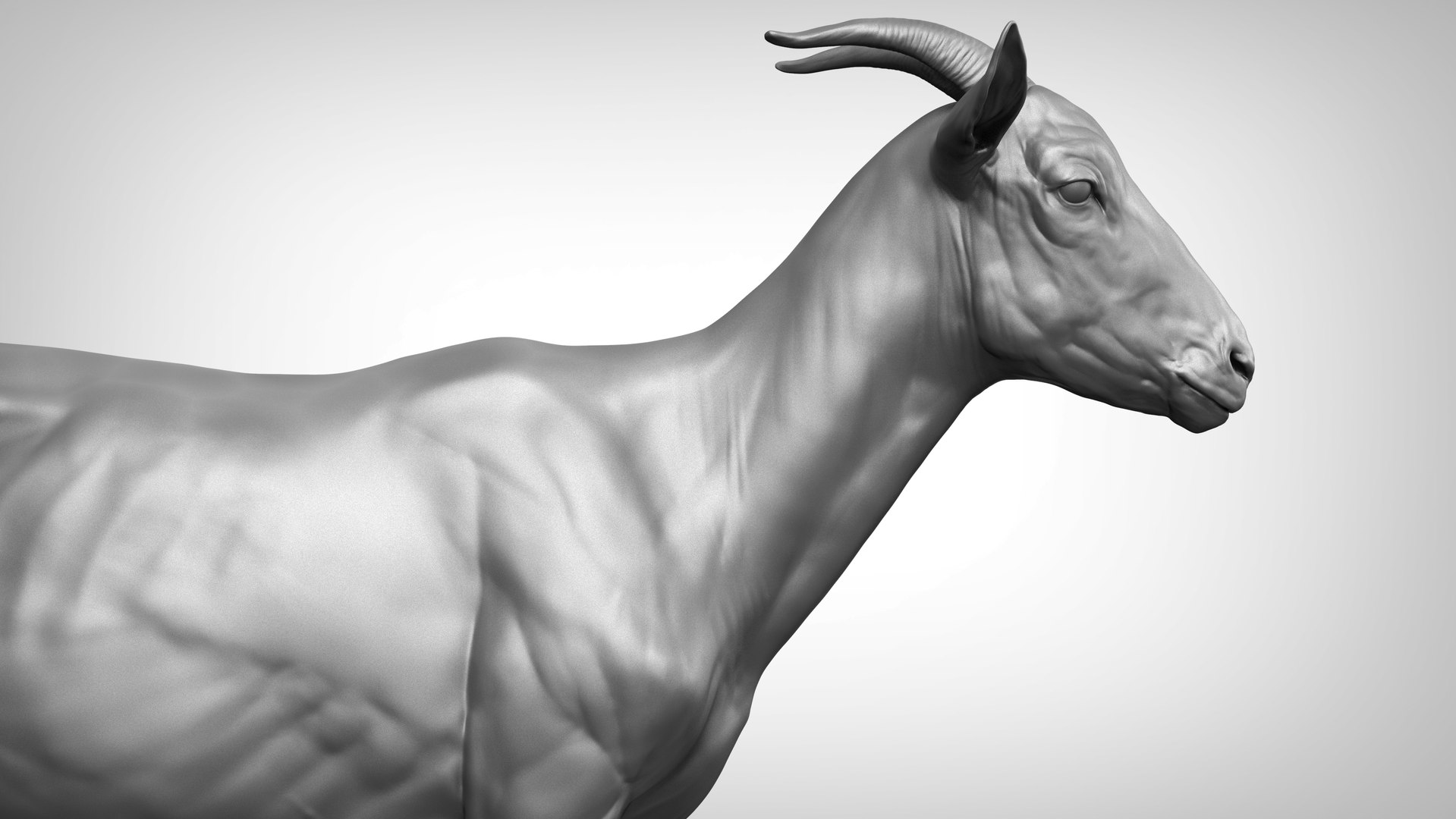 3D Goat V2 - TurboSquid 1557822