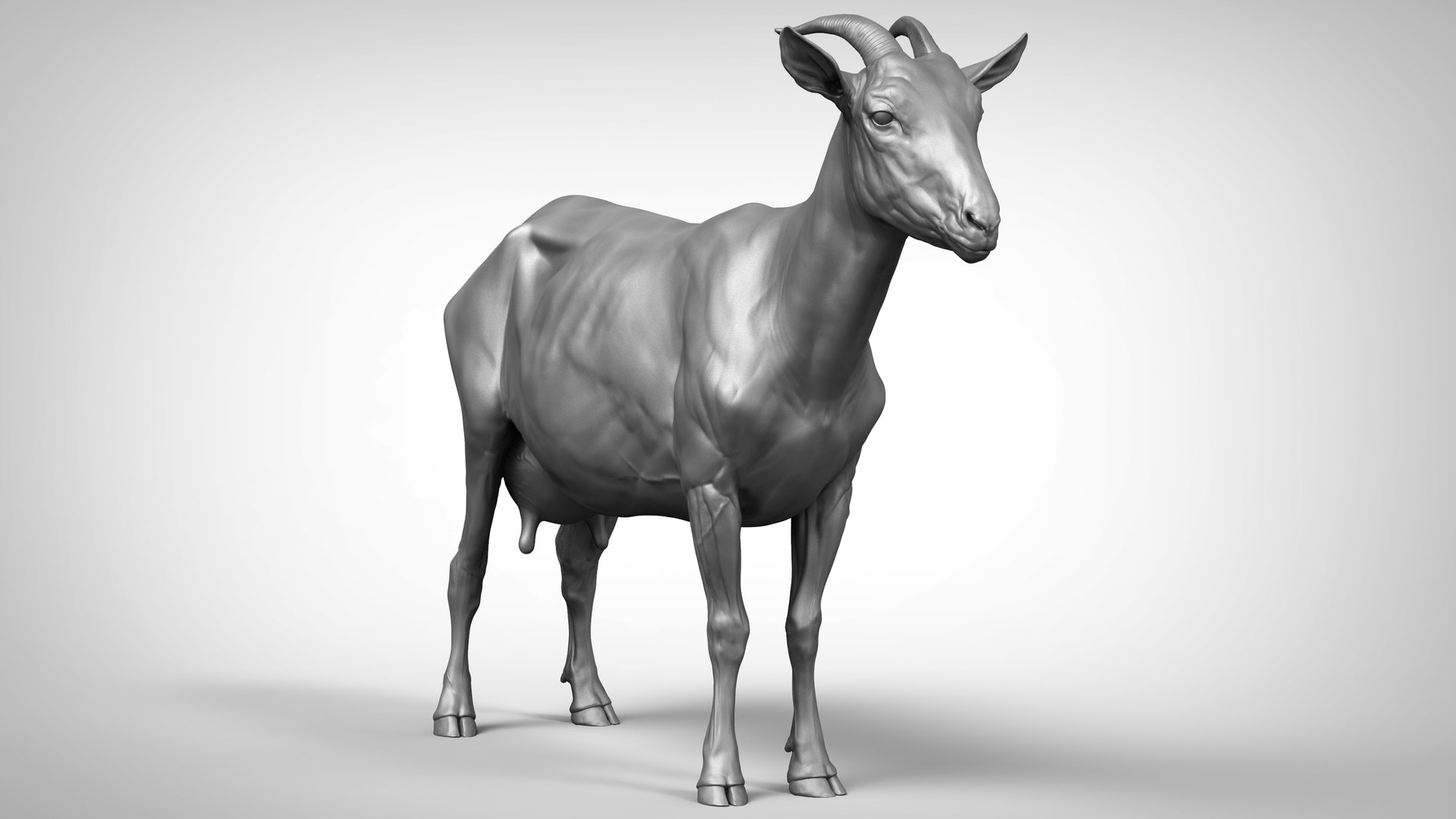 3D goat v2 - TurboSquid 1557822