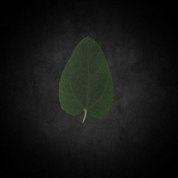 Plant leaf 3D model - TurboSquid 1652995