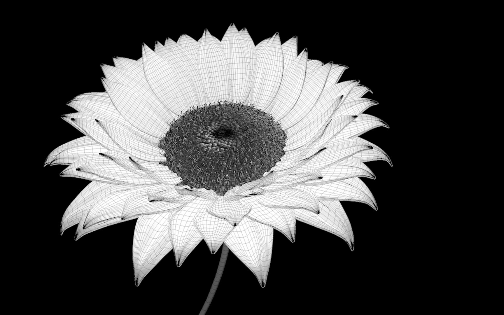 Sunflower 3d Animated Model 3D Model - TurboSquid 2035604
