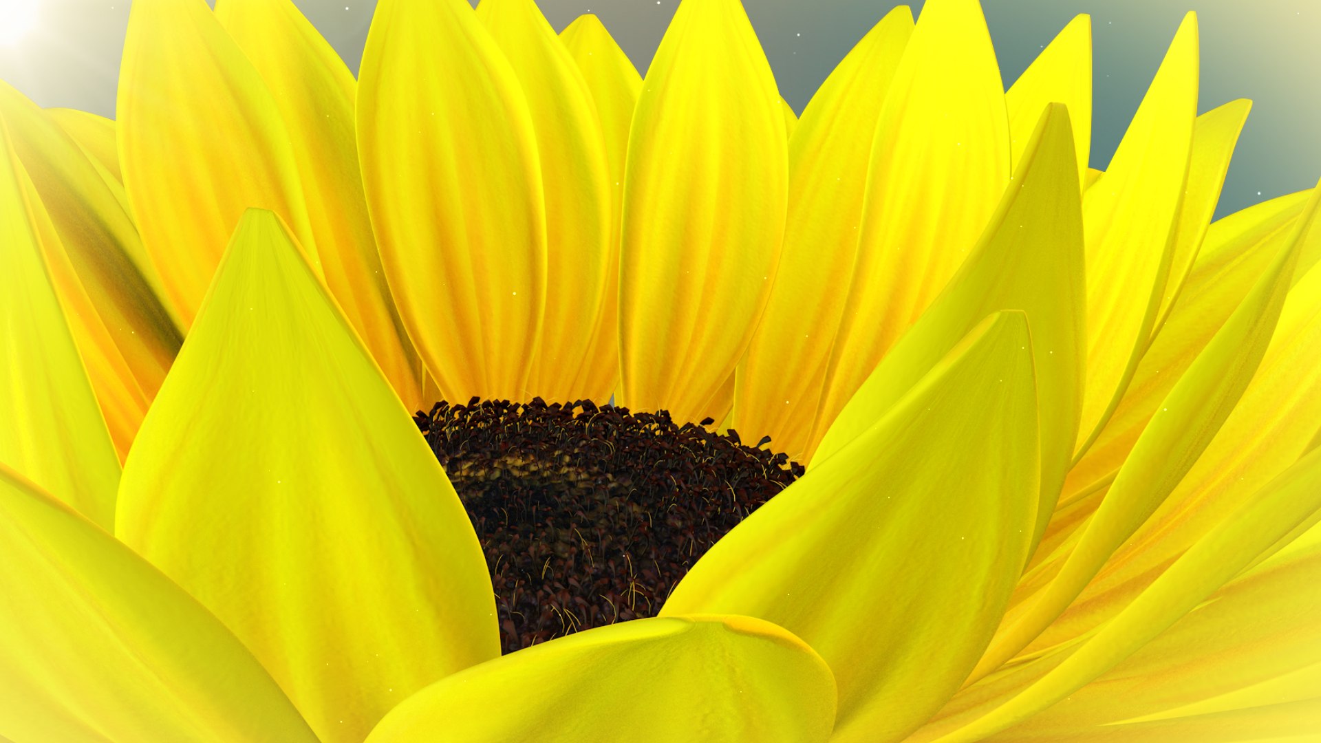 Sunflower 3d Animated Model 3D Model - TurboSquid 2035604