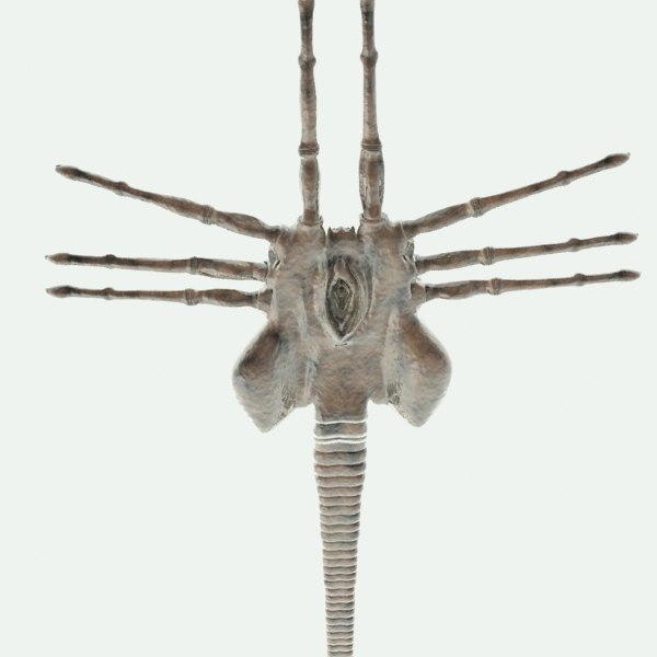 3d model of facehugger alien