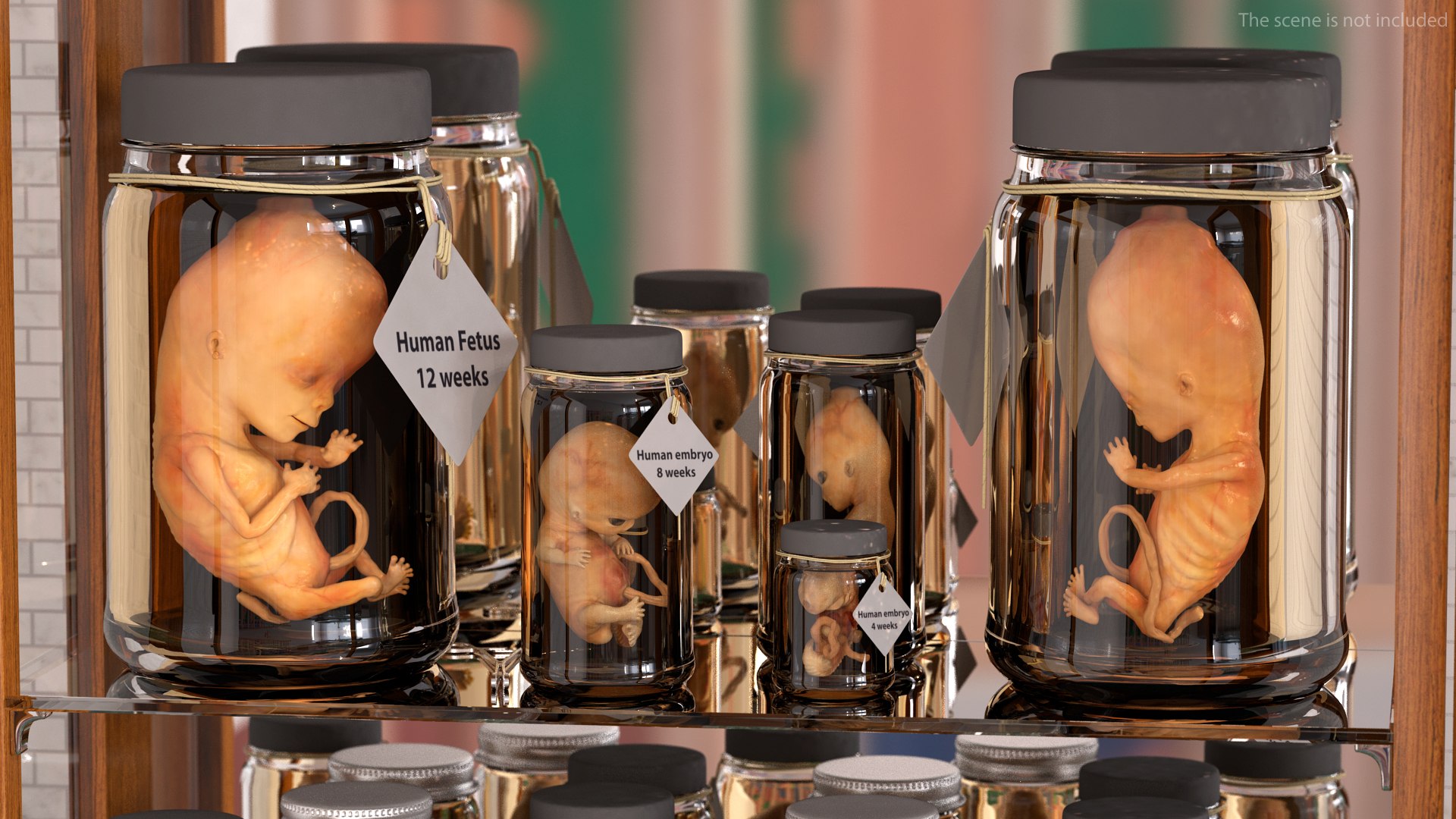 Human Fetus 12 Weeks Rigged for Cinema 4D 3D model - TurboSquid 1718226