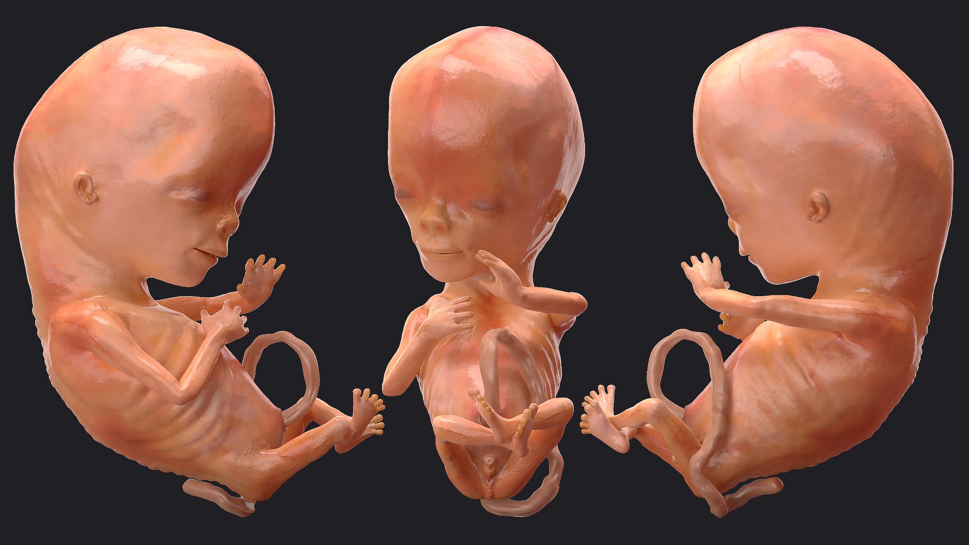 Human Fetus 12 Weeks Rigged for Cinema 4D 3D model - TurboSquid 1718226
