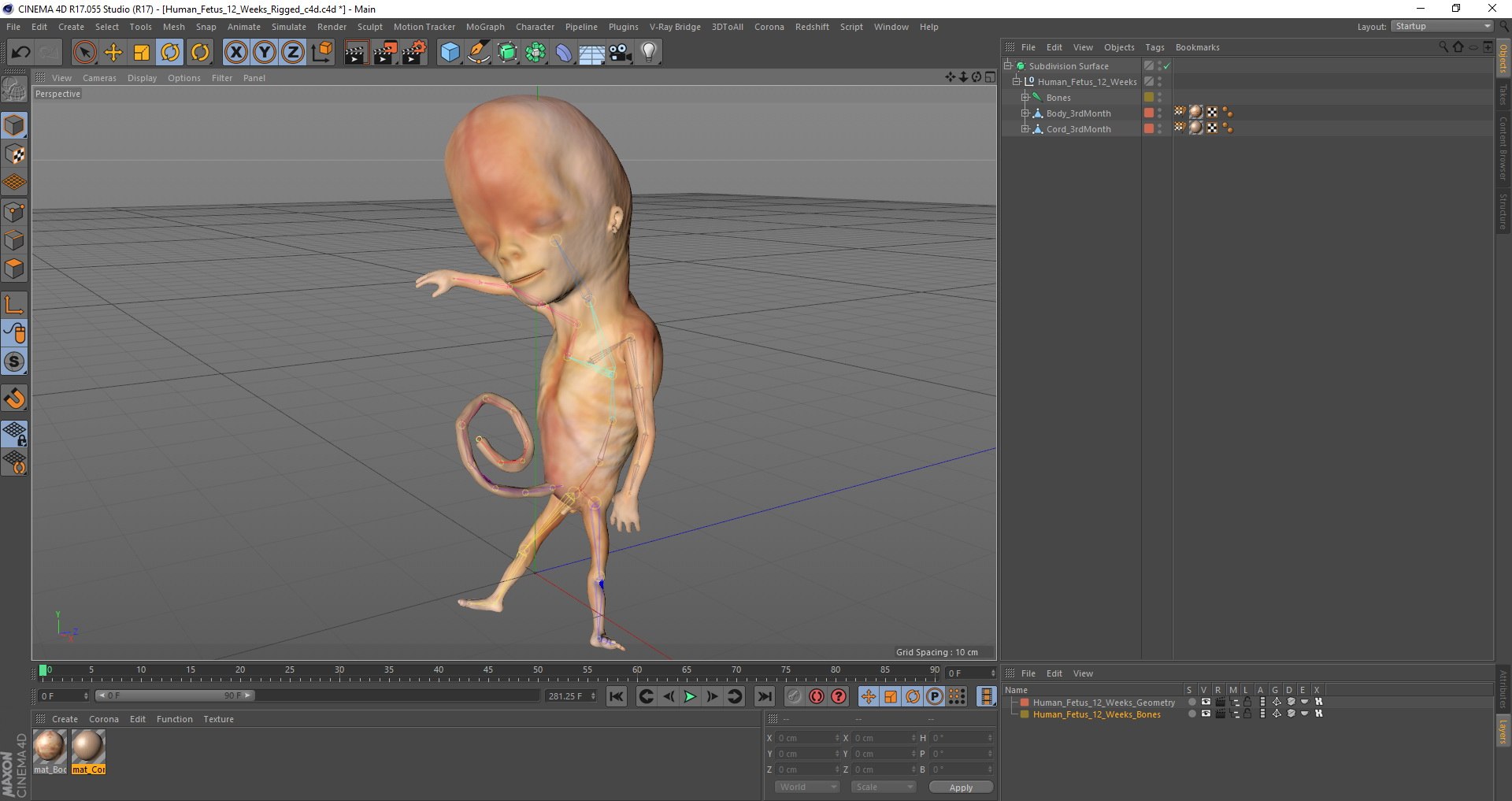 Human Fetus 12 Weeks Rigged for Cinema 4D 3D model - TurboSquid 1718226