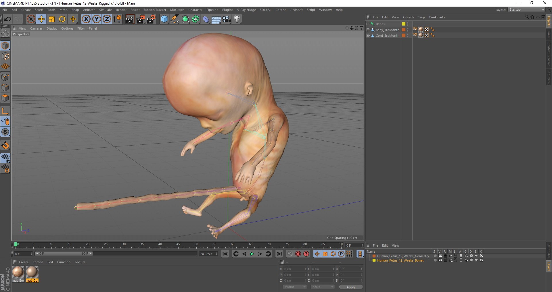 Human Fetus 12 Weeks Rigged for Cinema 4D 3D model - TurboSquid 1718226