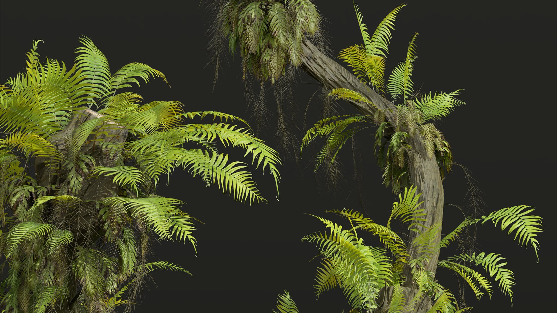 3D Model New Plant High Detail Drynaria Roosii - TurboSquid 2238437