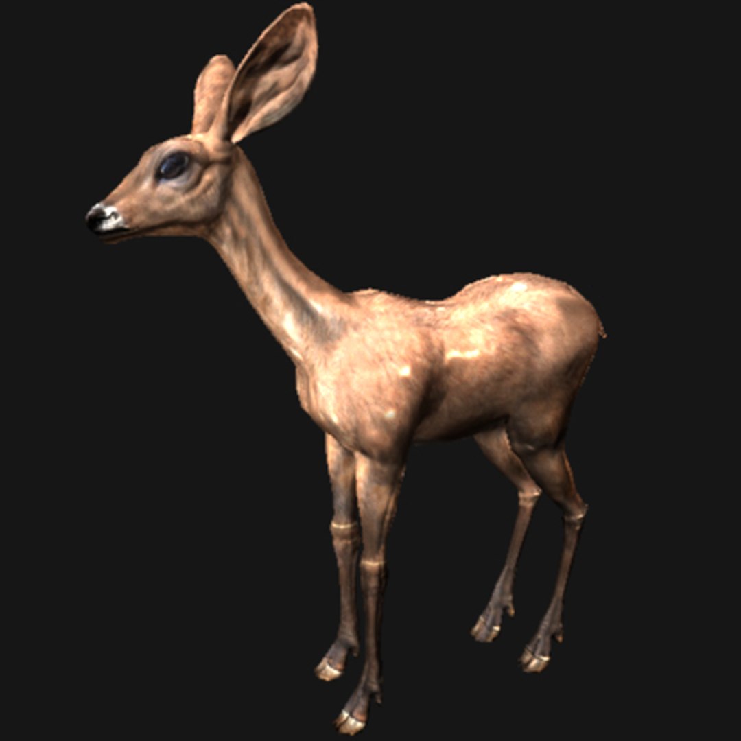 3d Deer Animal