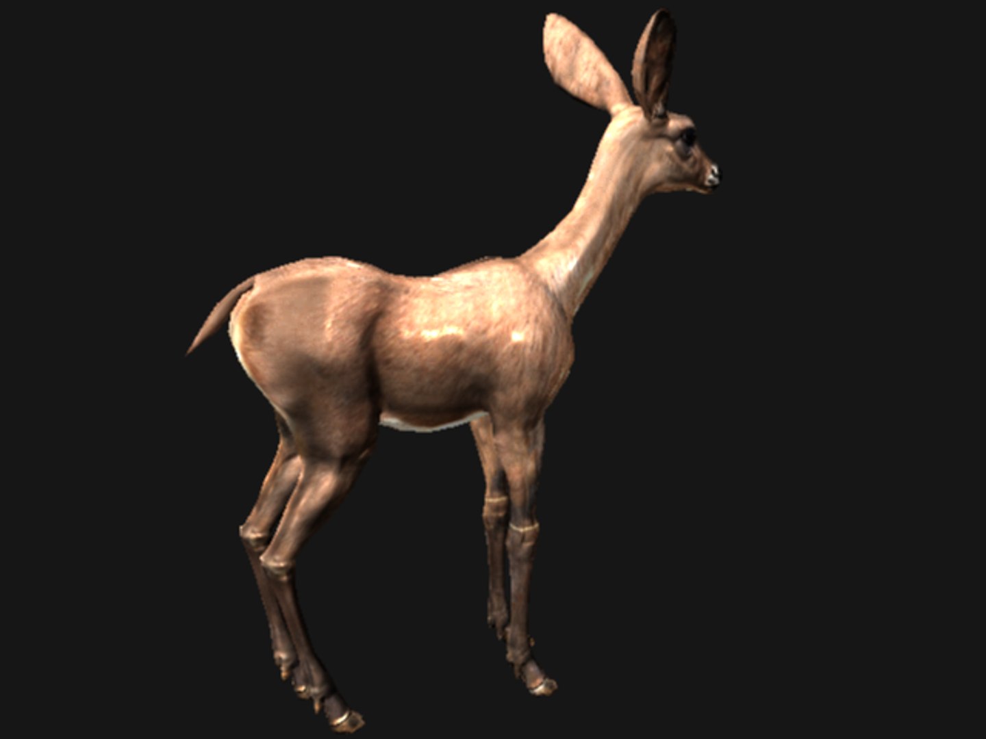 3d Deer Animal