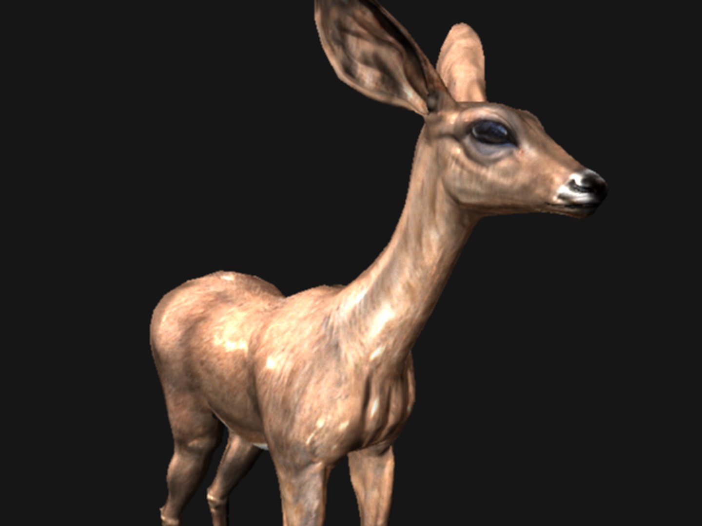 3d Deer Animal