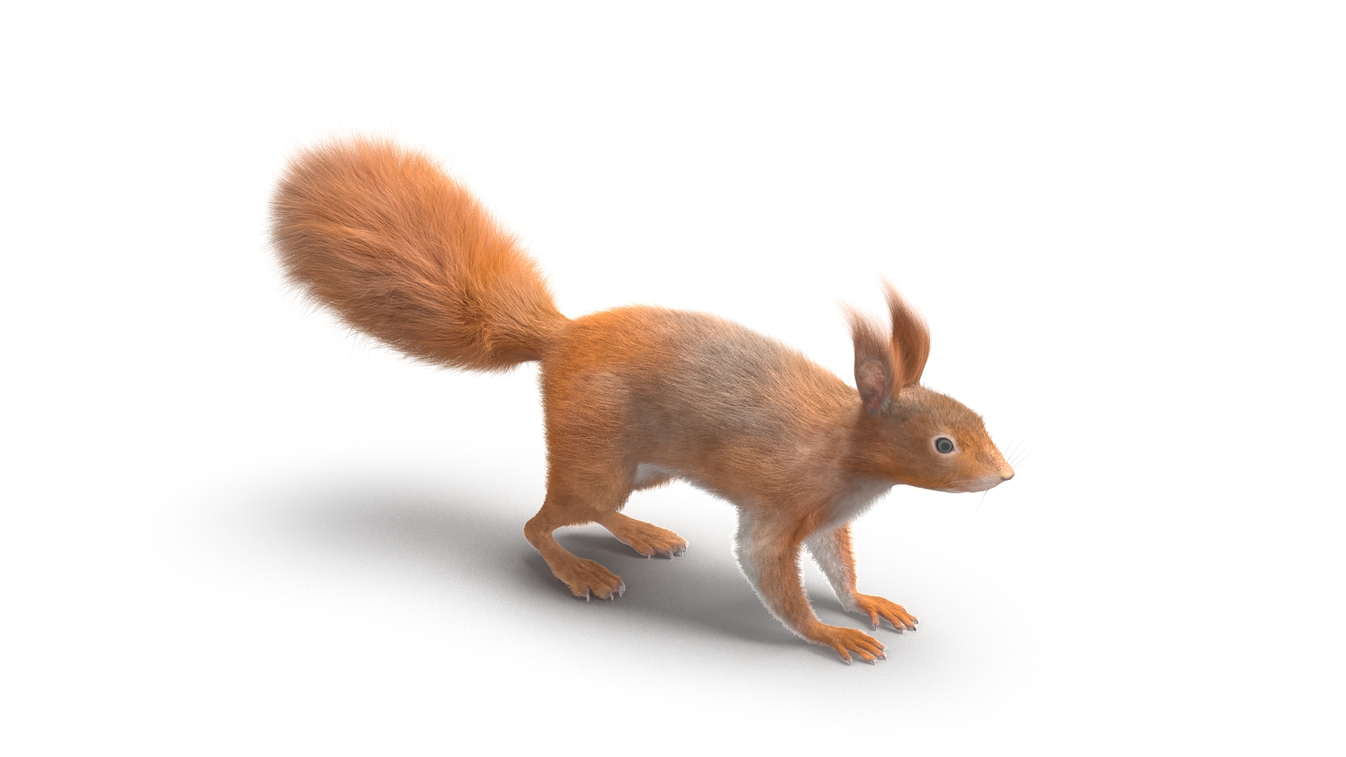 Red Squirrel Fur Rigged 3D - TurboSquid 2268693