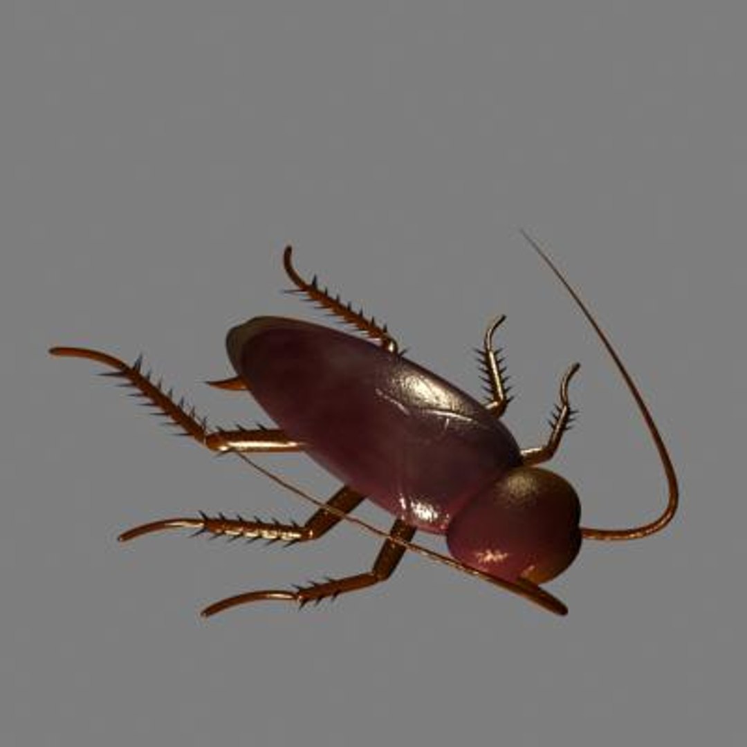 3d Model Cockroach