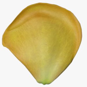 3D Petals Models | TurboSquid