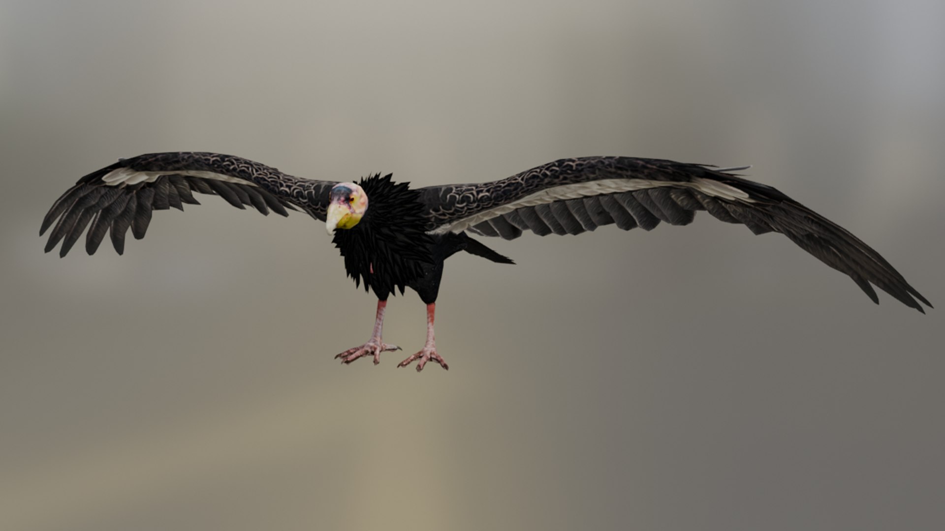 California Condor Model - TurboSquid 2418607