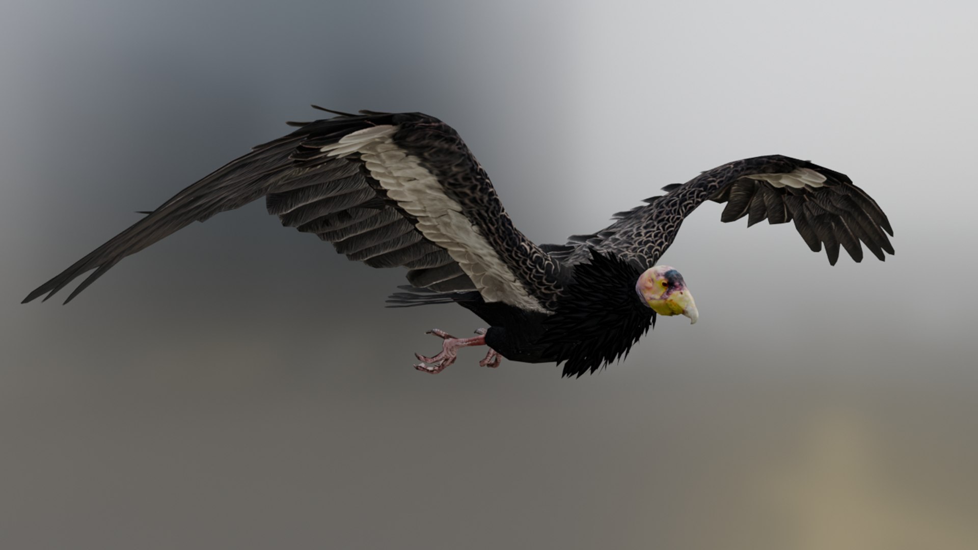 California Condor Model - TurboSquid 2418607